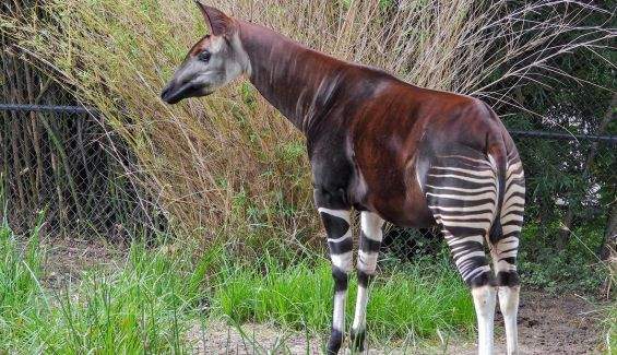 Ocho hechos curiosos sobre los okapis