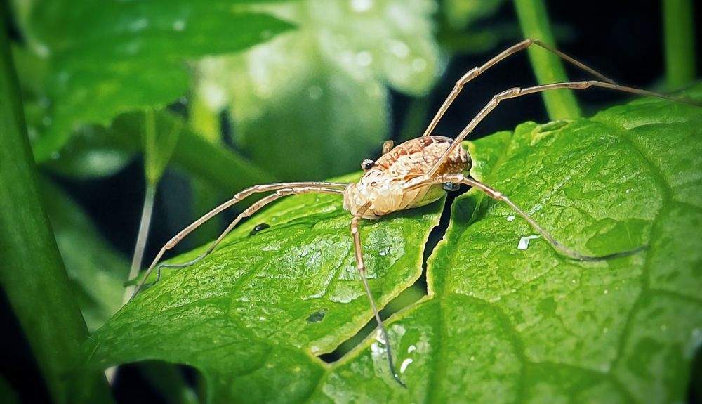 Modifican genéticamente al opilión para comprender mejor...