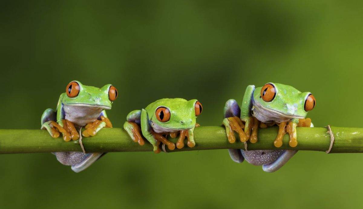 Ranas Que Cambian De Color Adaptaciones De Las Ranas » RANAPEDIA