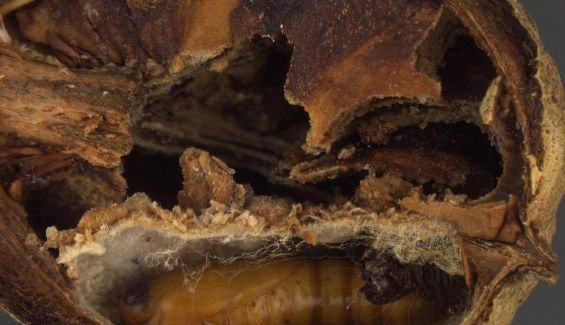 Encuentran un raro insecto en un aeropuerto de EEUU, vist...
