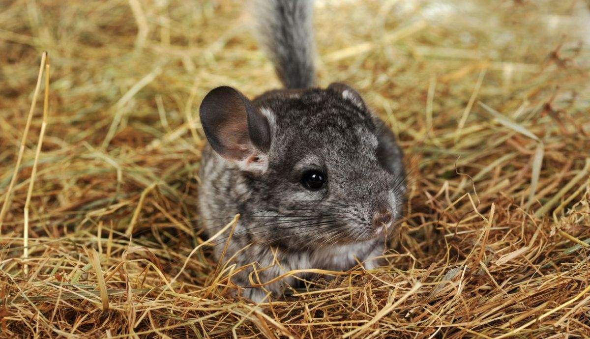 Ocho datos sobre la simpática y sociable chinchilla