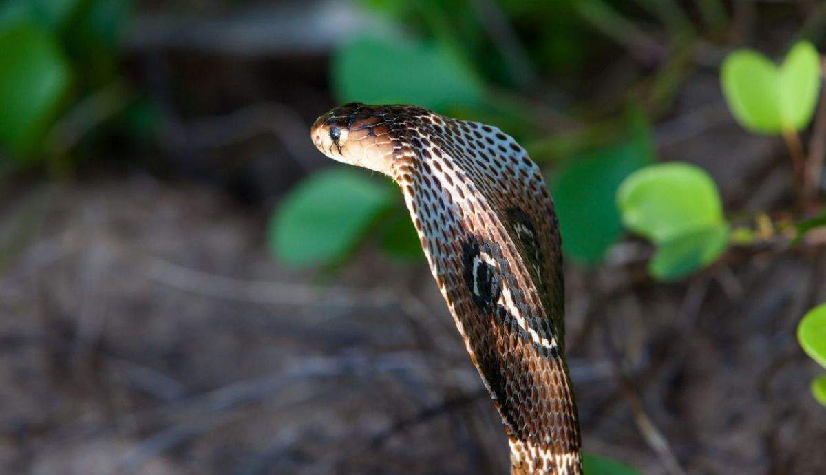 Ocho datos curiosos sobre la cobra real