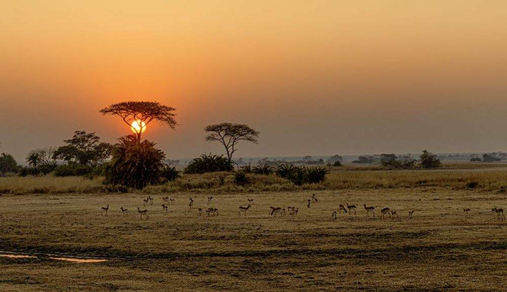 La caza furtiva en Zambia, mayor de lo que se creía