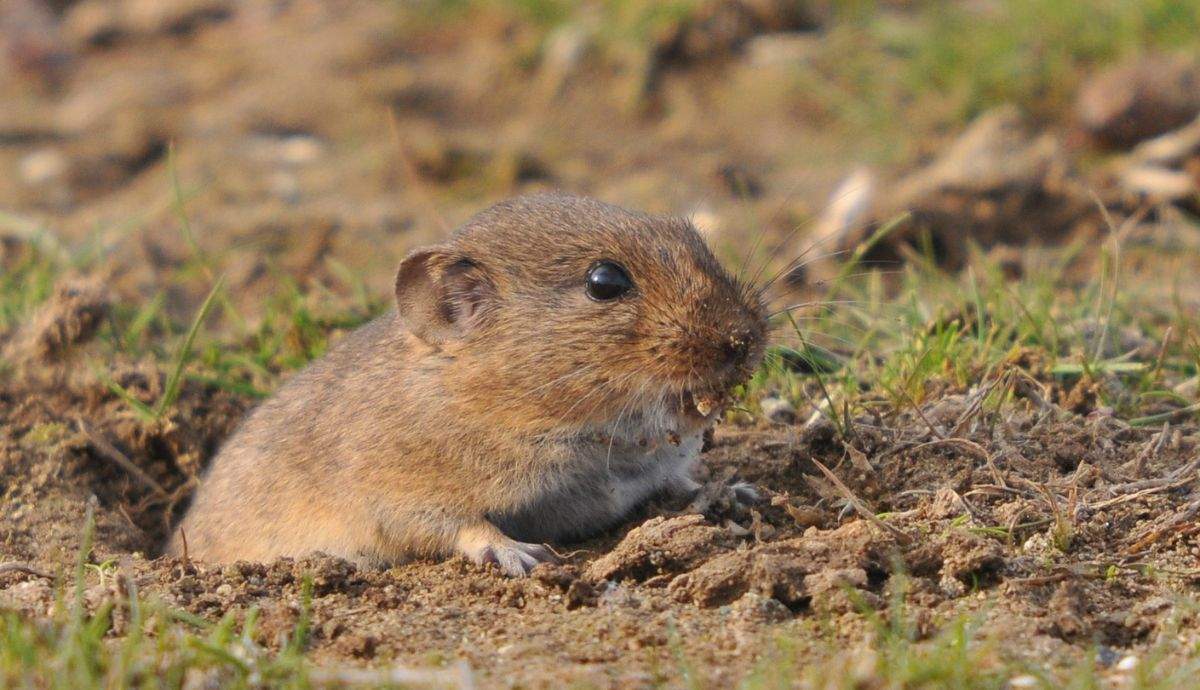 Descubierto un nuevo género y especie de roedor que acomp...
