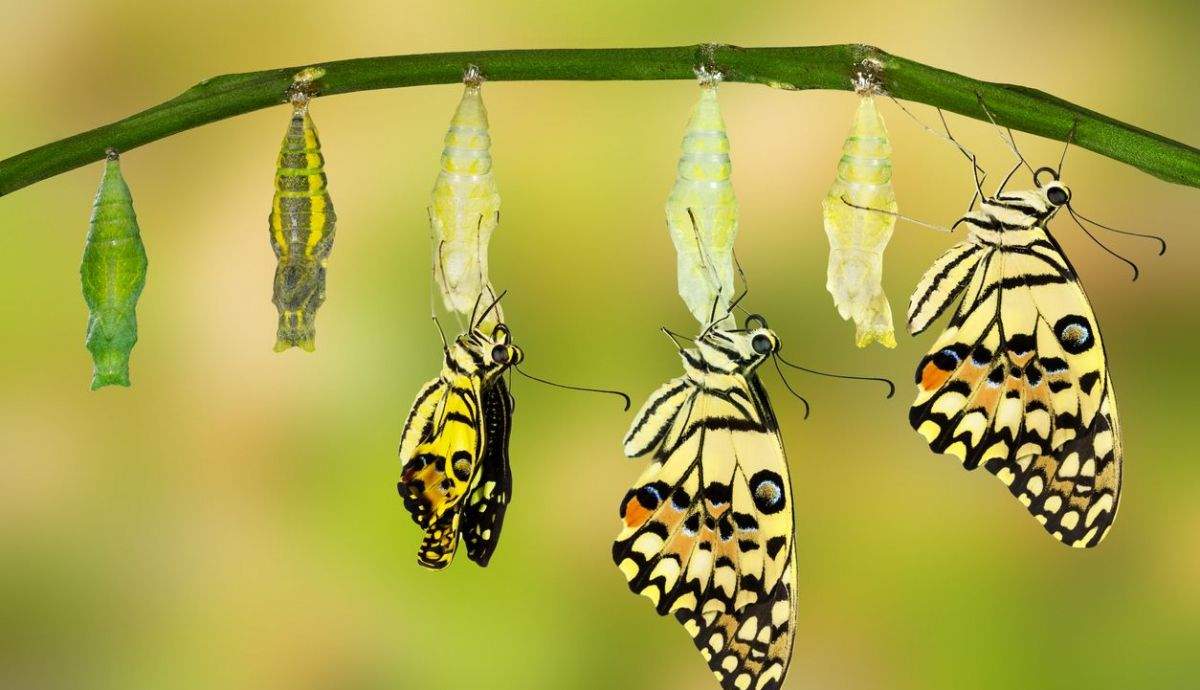 Etapas De La Metamorfosis De La Mariposa