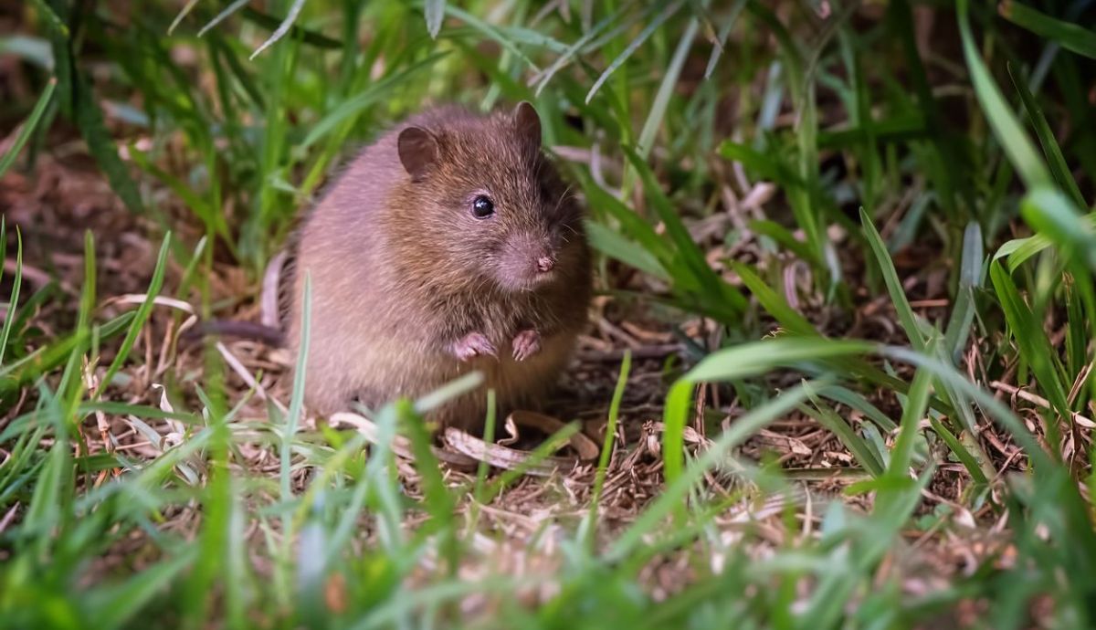 Resucita un animal en Australia dado por extinto hace 150...