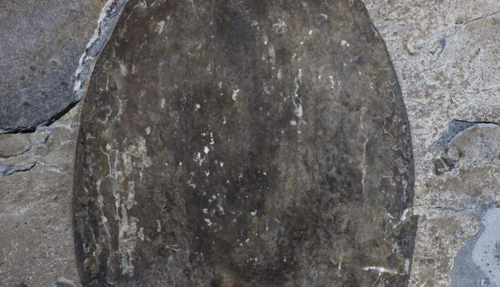 Descubierta una especie gigante de hace 500 millones de años