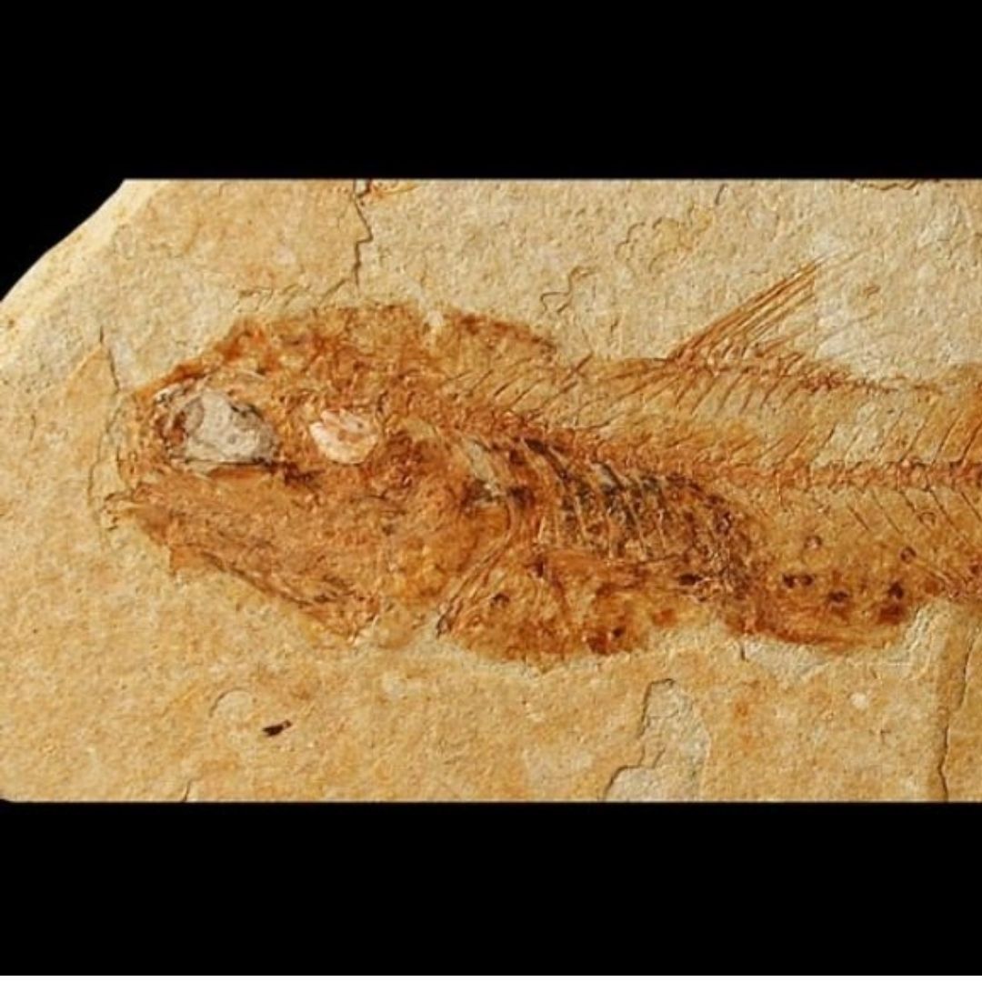 Cómo el pez linterna se convirtió en uno de los vertebrad...