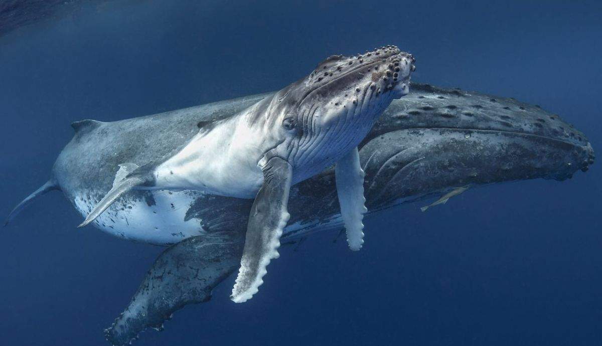 Las ballenas barbadas comen y defecan mucho más de lo se...