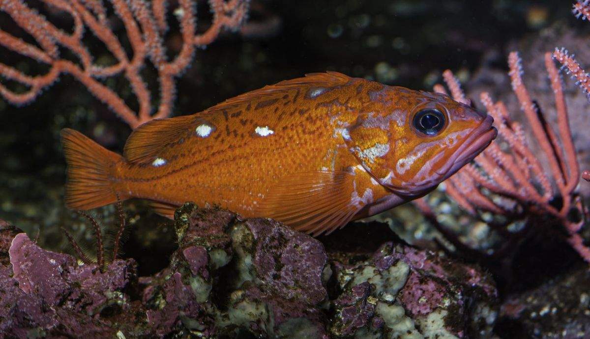 Por qué el pez roca puede vivir durante siglos y tú no